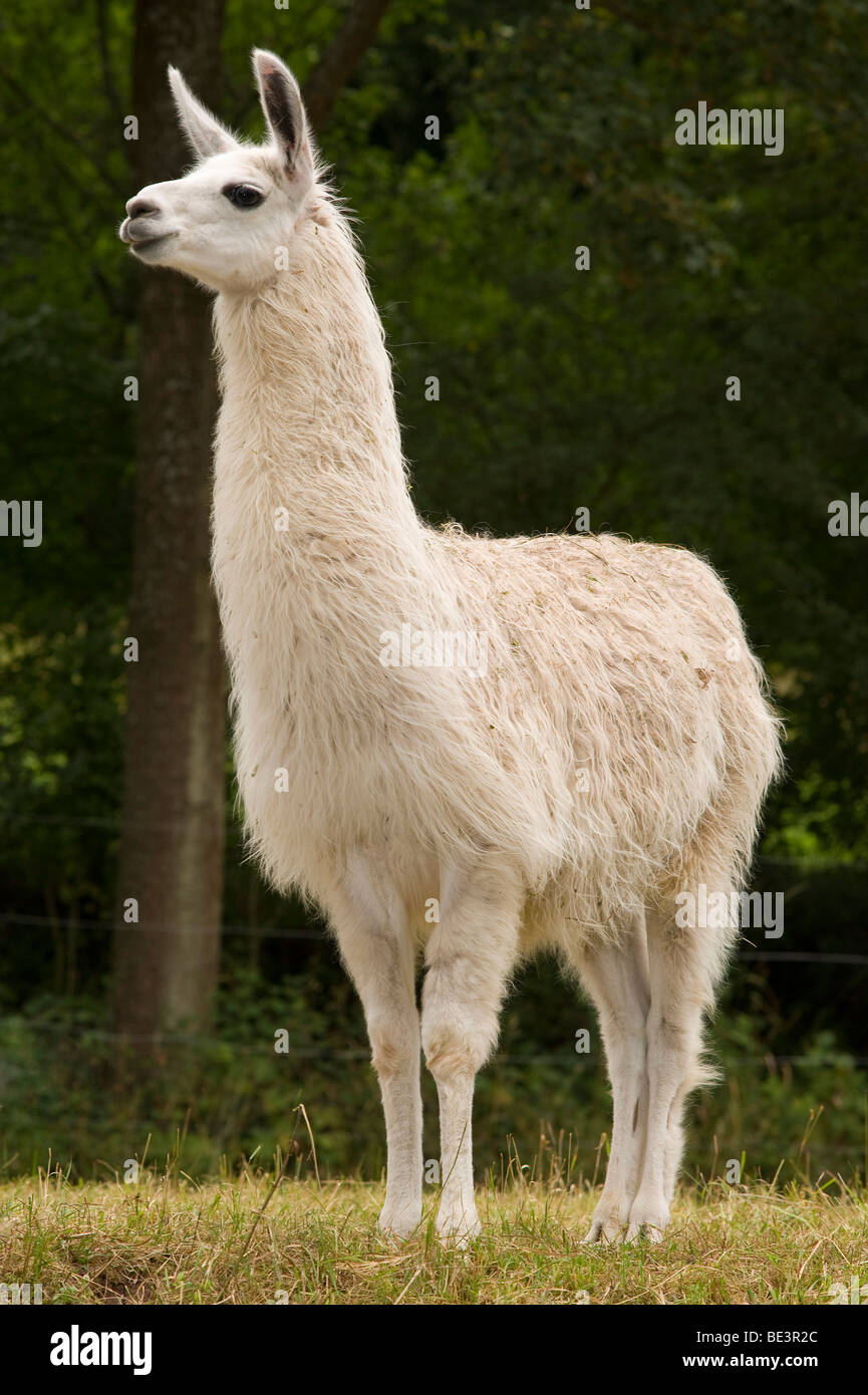 Llama (Llama glama), Ostheim in the Hassbergen mountains, Lower ...