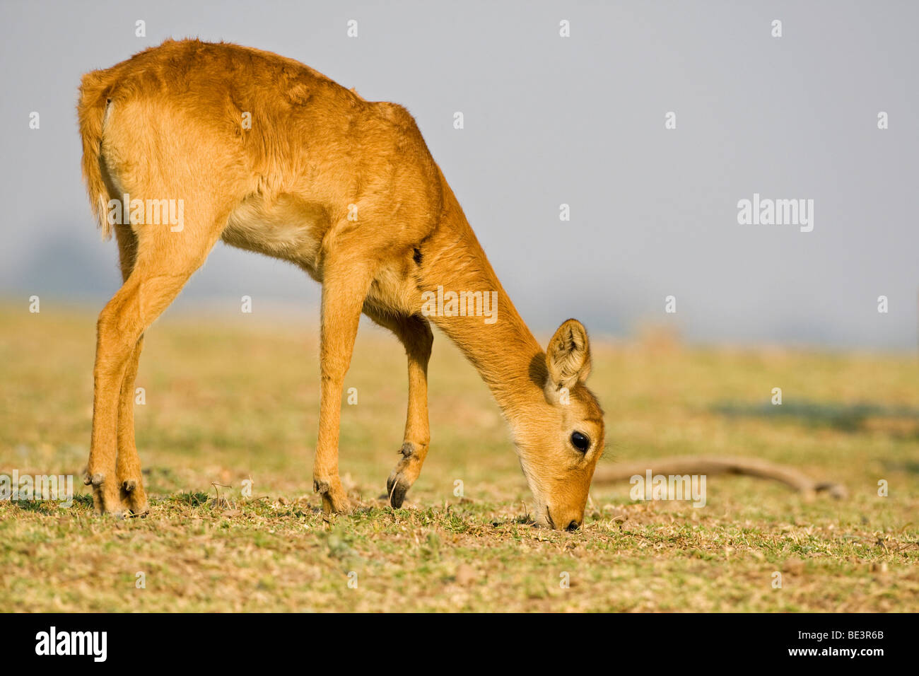 Africa zambia puku antelope hi-res stock photography and images - Alamy