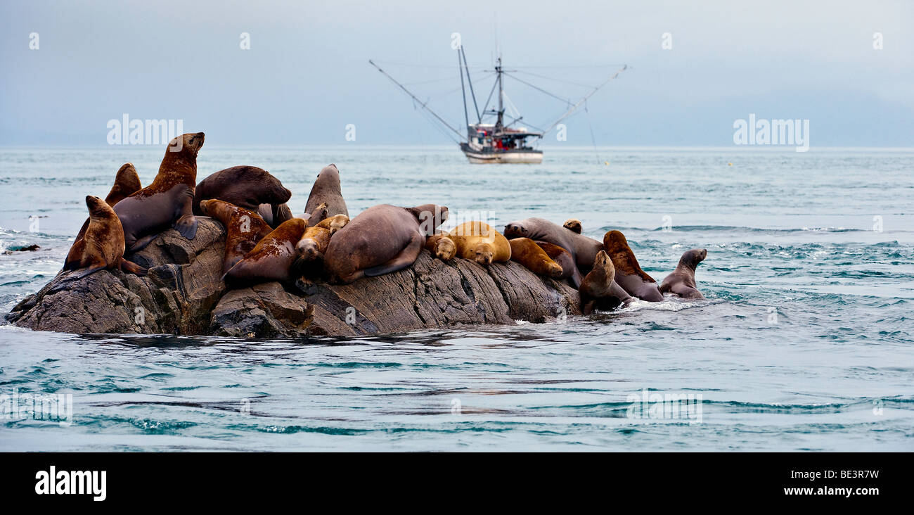 "Steller sea lions congregate on the rocks in the view of a fishing ...