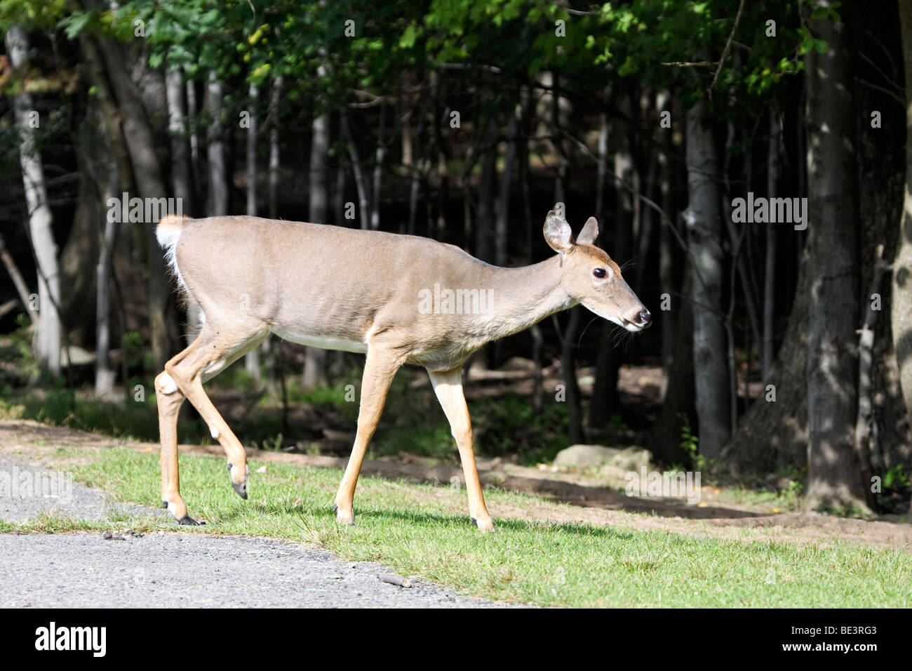 Whitetail deer walking hi-res stock photography and images - Alamy