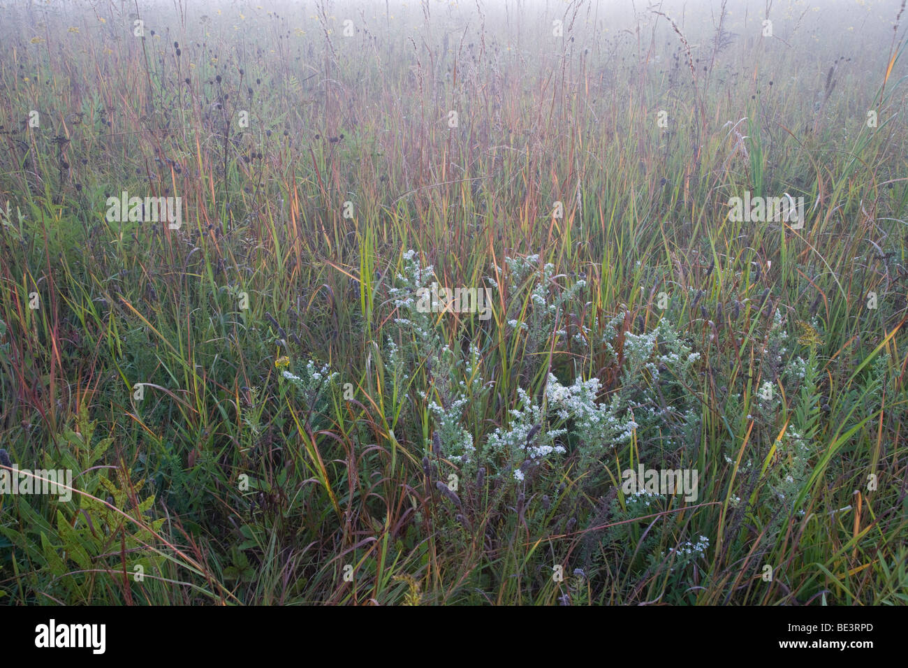 Native prairie grass hi-res stock photography and images - Alamy