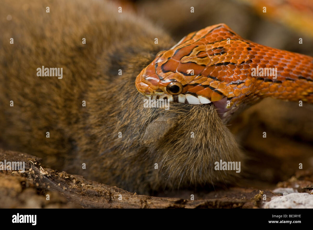 Snake swallowing mouse hi-res stock photography and images - Alamy