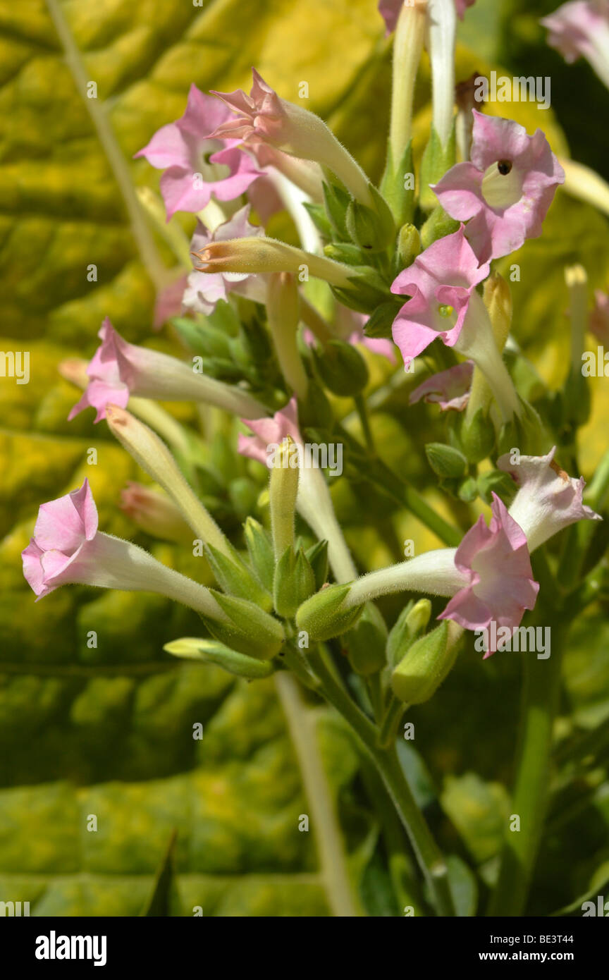 Burley tobacco plants hi-res stock photography and images - Alamy