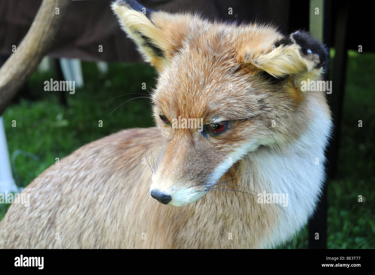 Taxidermy fox hi-res stock photography and images - Alamy