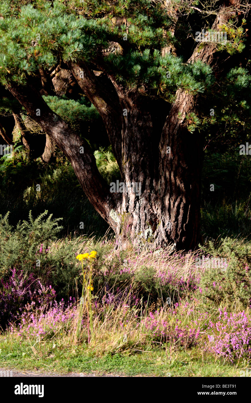 Devon tree maintenance hi-res stock photography and images - Alamy