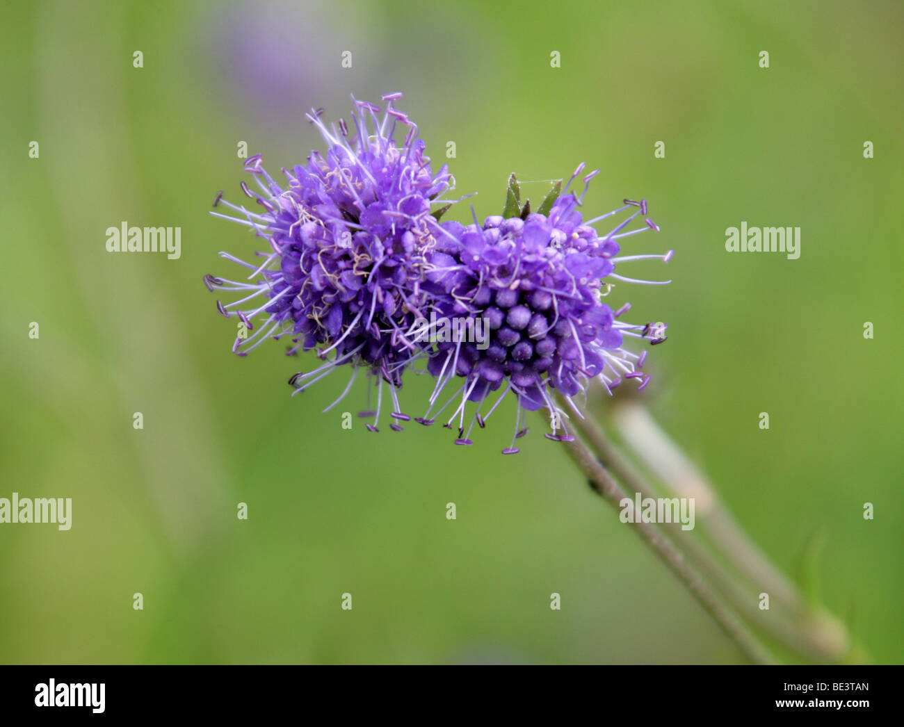 Succisa pratensis hi-res stock photography and images - Alamy