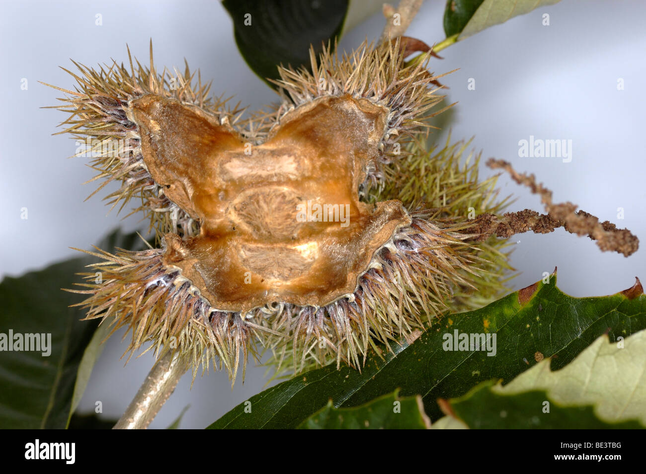 Chestnut burr hi-res stock photography and images - Alamy