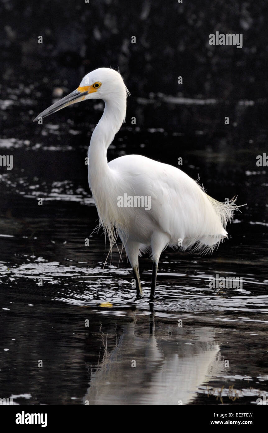 Bird dark plumage stands hi-res stock photography and images - Alamy
