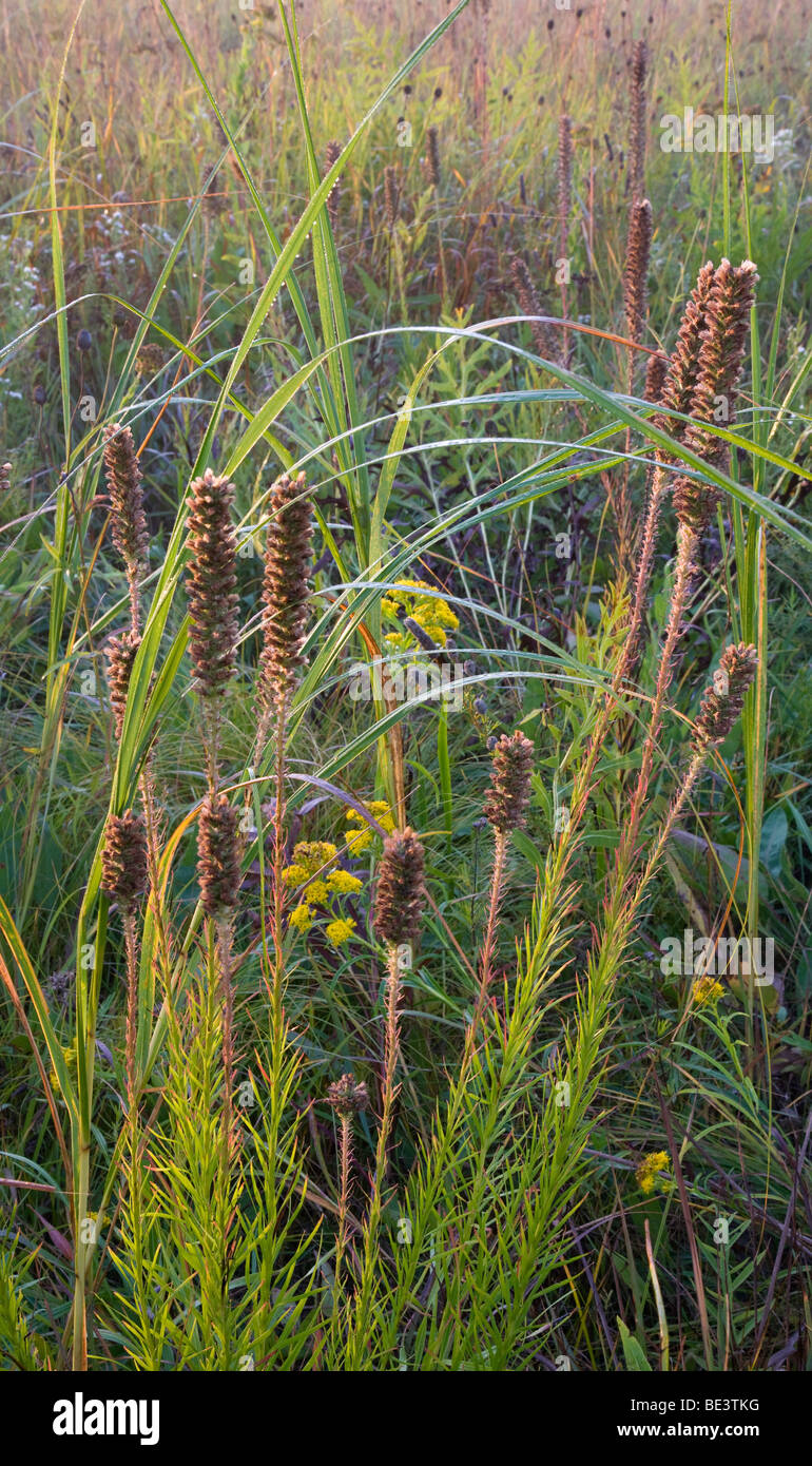 prairie blazing star in tallgrass prairie in early autumn, Doolittle ...