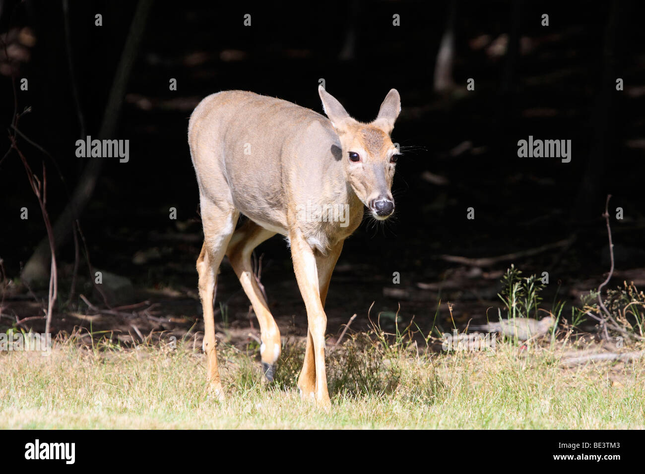 A White-tailed deer fawn walking out of the woods Stock Photo - Alamy