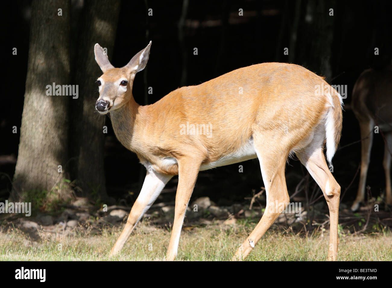 White-tailed Deer startled Stock Photo - Alamy