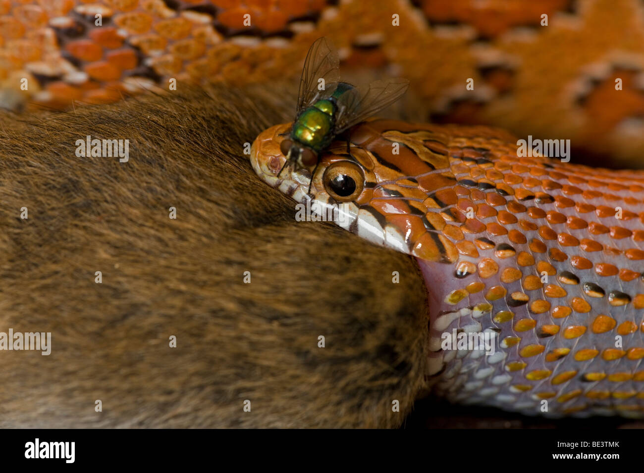 Do Corn Snakes Eat Live Mouse at Greg Howell blog