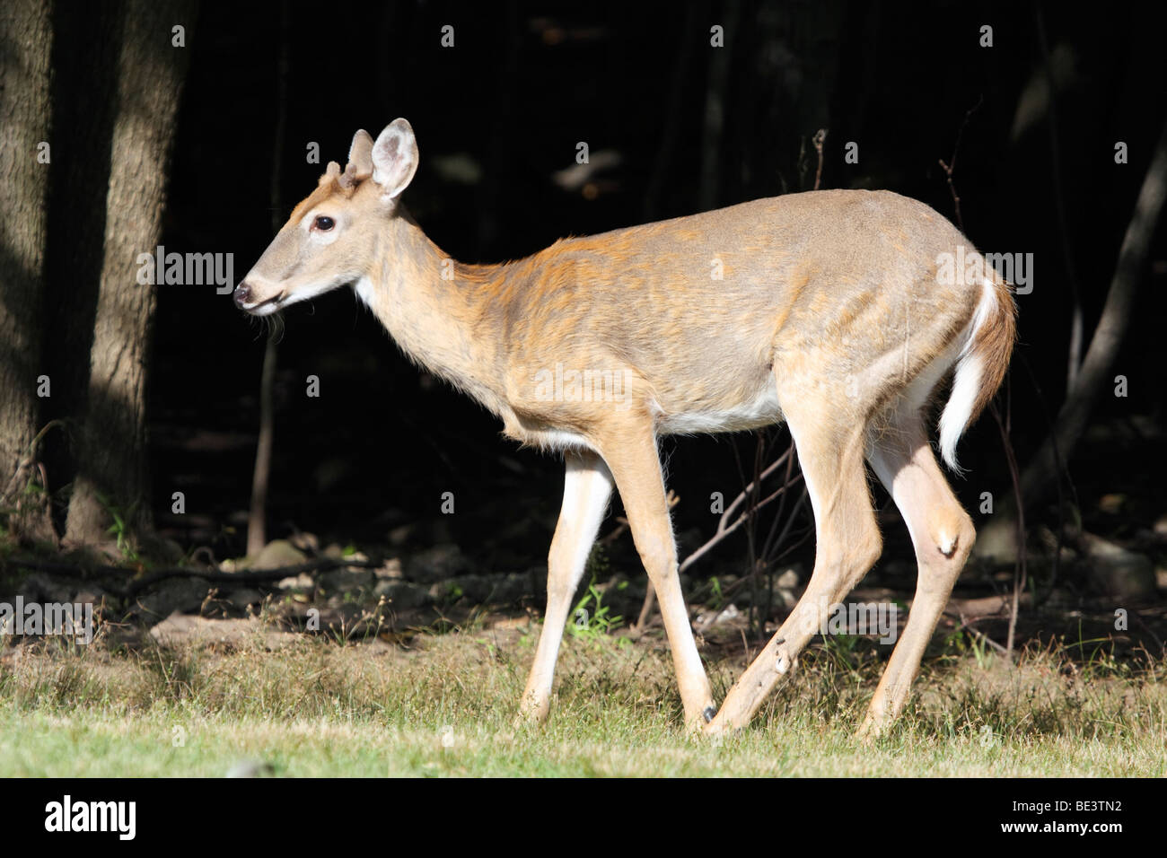 White-tailed Deer young buck Stock Photo - Alamy