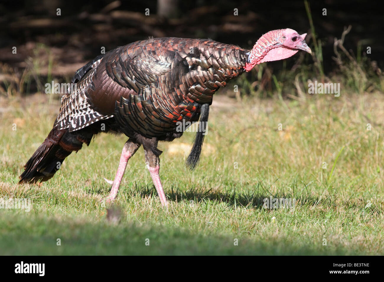 Wild Turkey male walking Stock Photo - Alamy