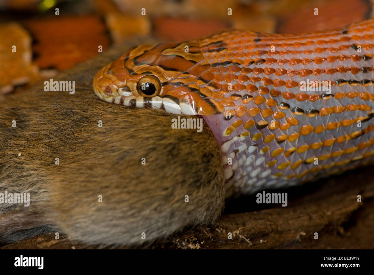 Snake swallowing mouse hi-res stock photography and images - Alamy