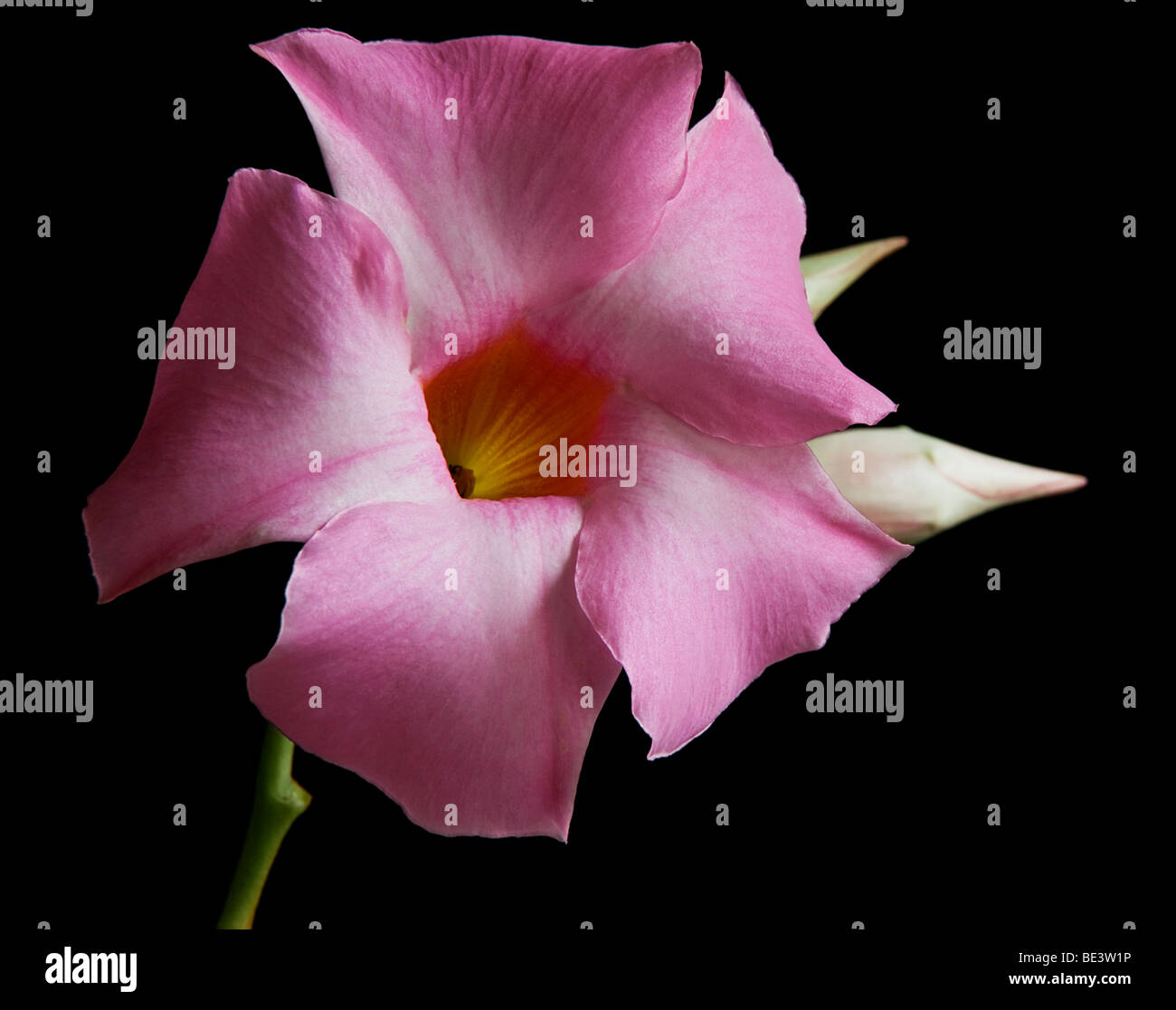 Detailed close-up of pink mandevilla flower on black background with ...