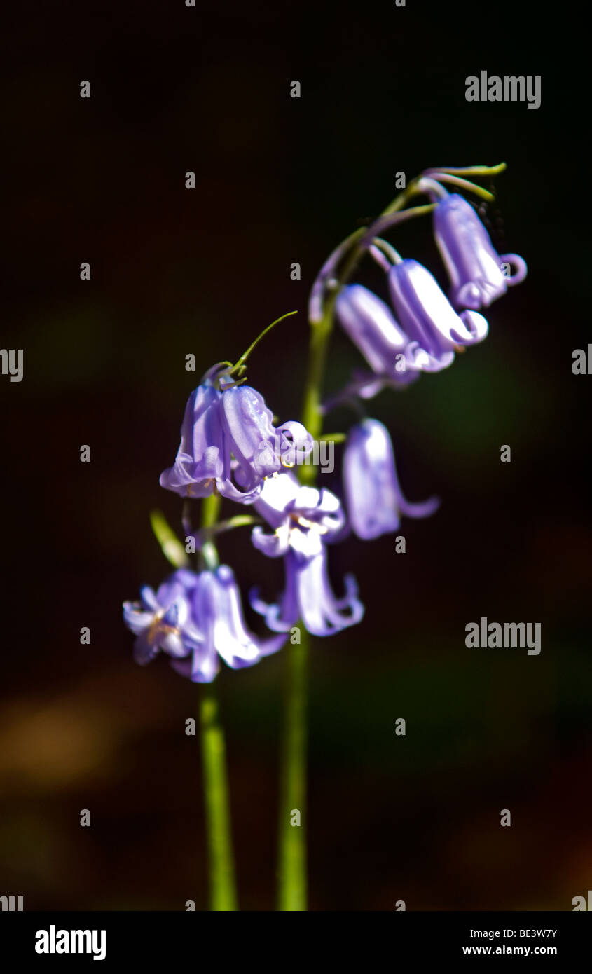 Bluebells in sun hi-res stock photography and images - Alamy