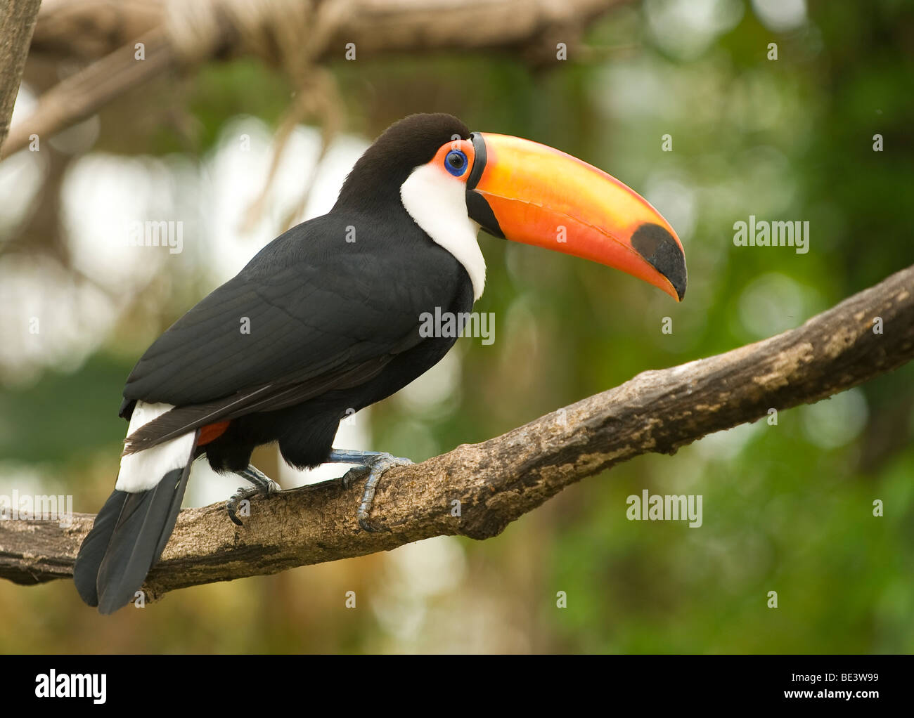 Toco toucan, looking to the right, on a tree branch Stock Photo - Alamy