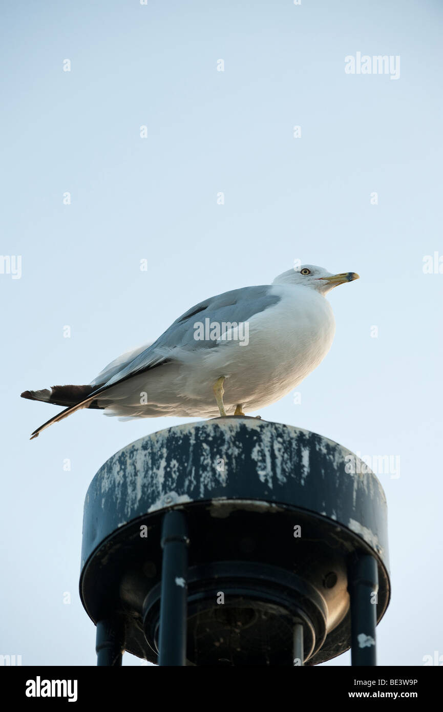 A SEAGULL PERCHED ON LAMP POST Stock Photo - Alamy
