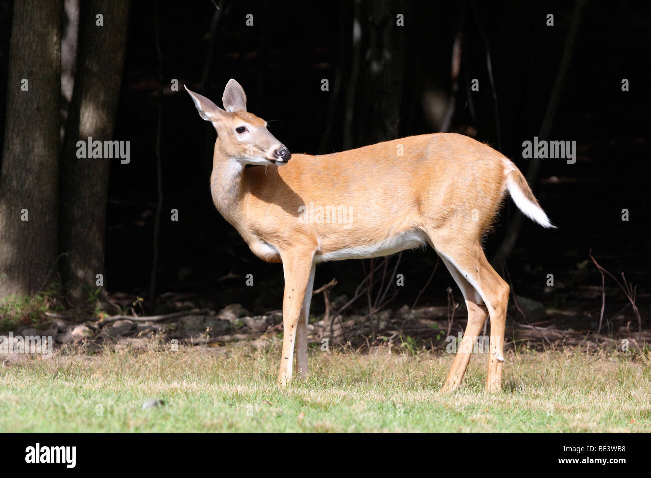 Doe Deer Looking Back Stock Photos & Doe Deer Looking Back Stock Images ...