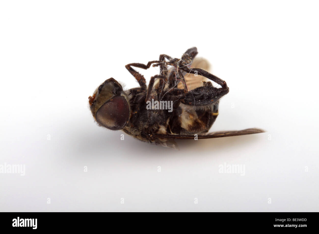 Dead fly hi-res stock photography and images - Alamy