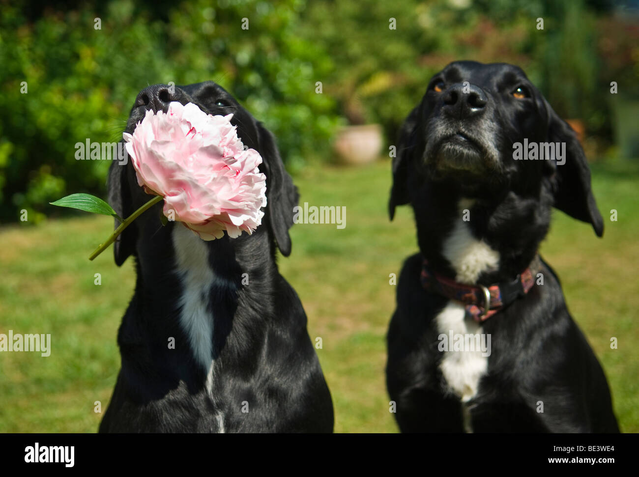 Two dogs and a flower Stock Photo - Alamy