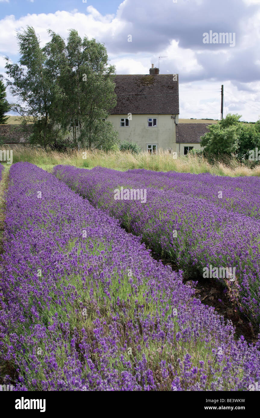 england gloucestershire the cotswolds snowshill lavender farm lavender ...