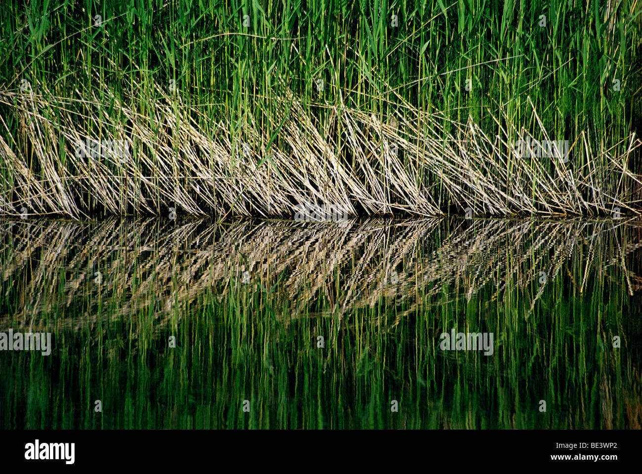 Reflection of common reed on river surface Stock Photo - Alamy