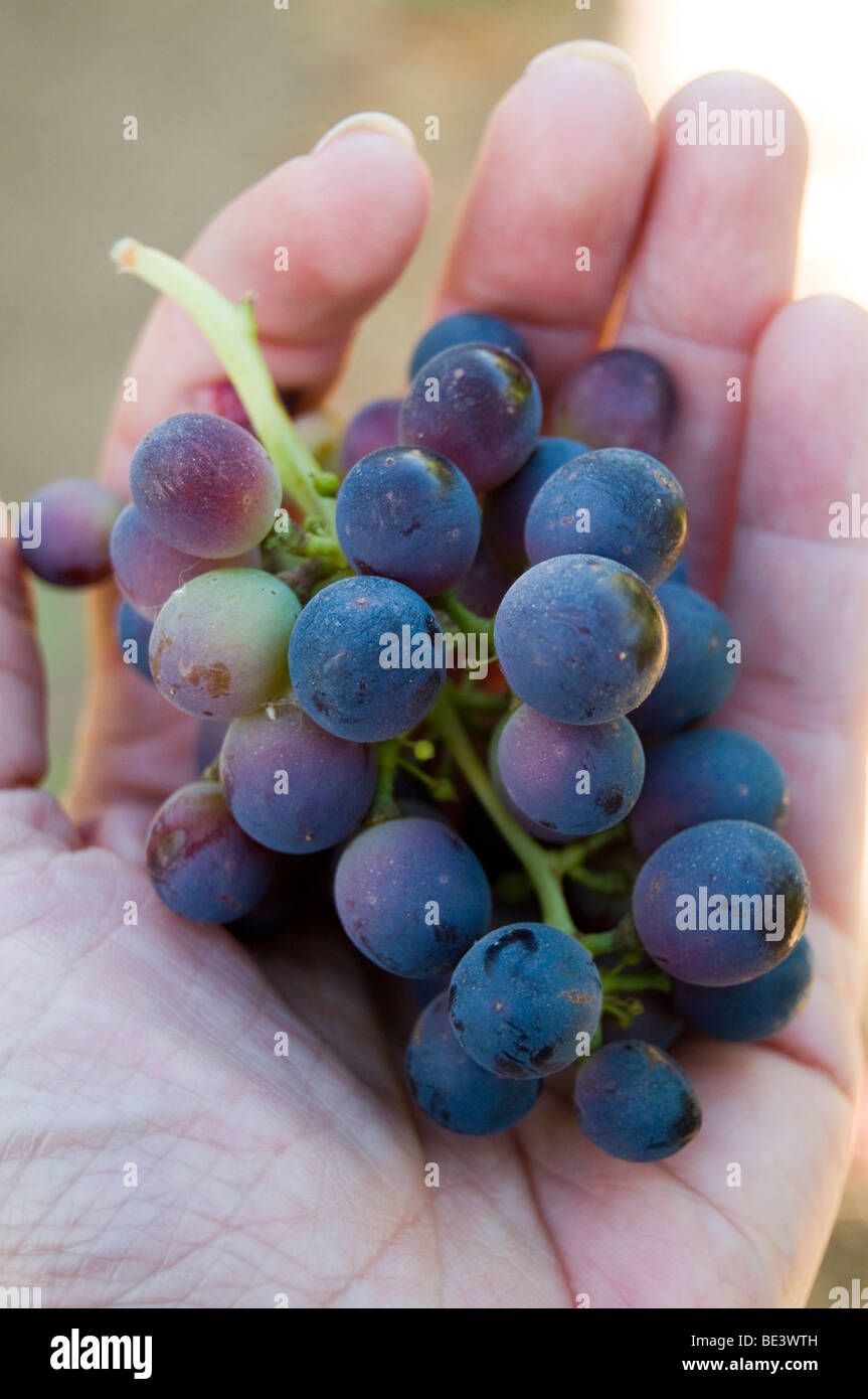 Red Grapes in Hand Stock Photo - Alamy