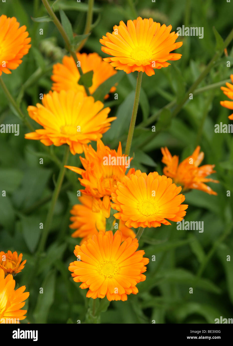 Pot Marigold or Scotch Marigold, Calendula officinalis, Asteraceae ...