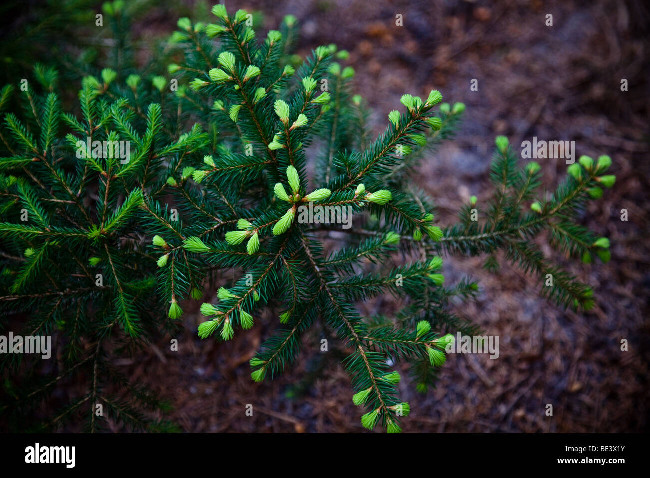 Arm of a pine tree with freshly grown green shoots Stock Photo - Alamy