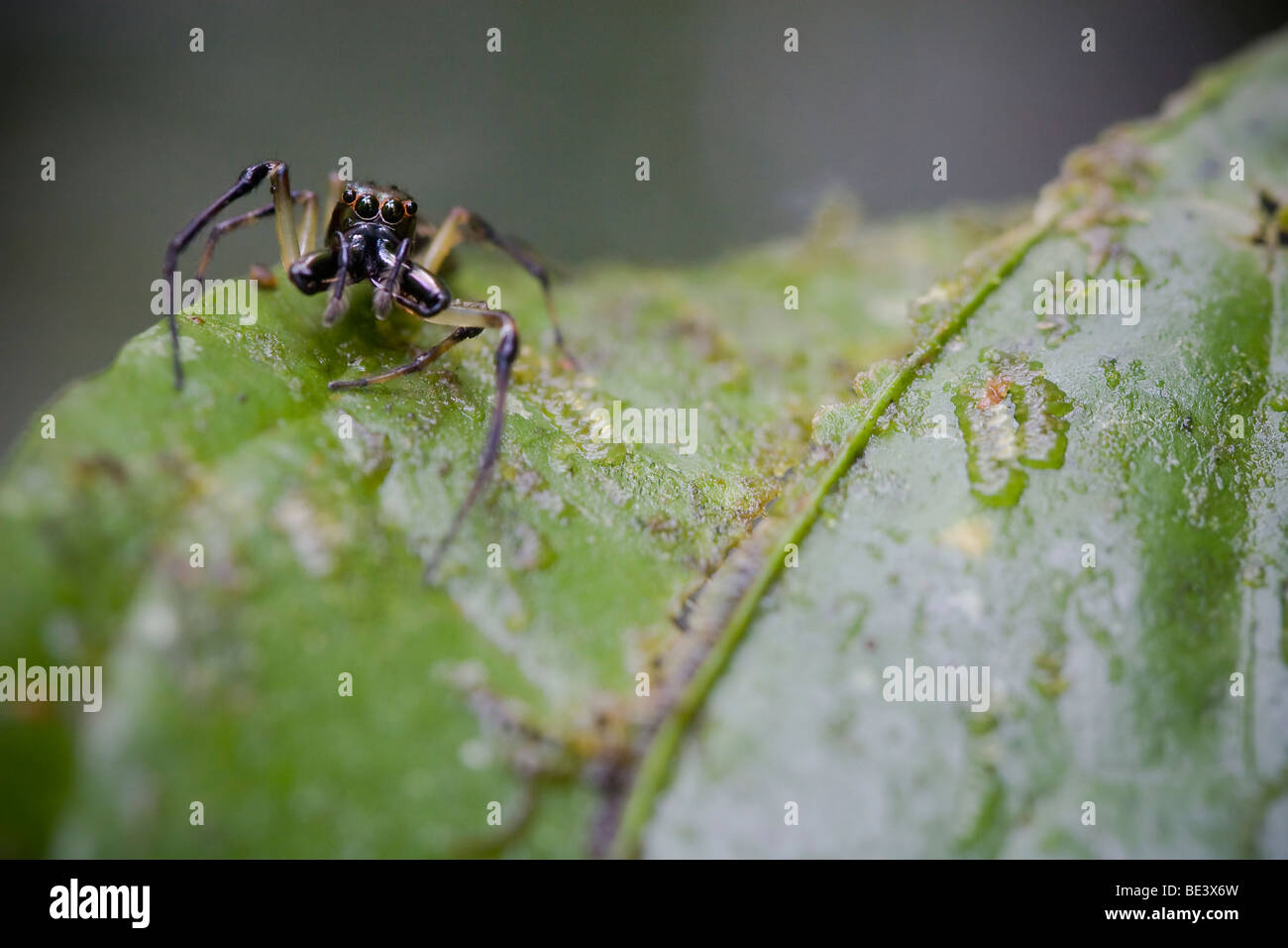 An ornate tropical jumping spider, family Salticidae. Photographed in ...