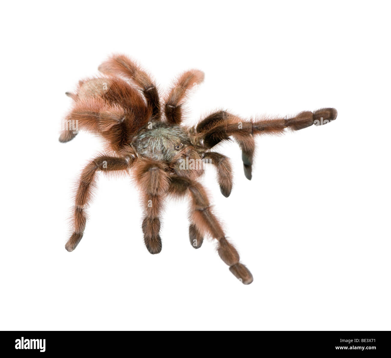 Antilles pinktoe tarantula, Avicularia metallica, against white ...