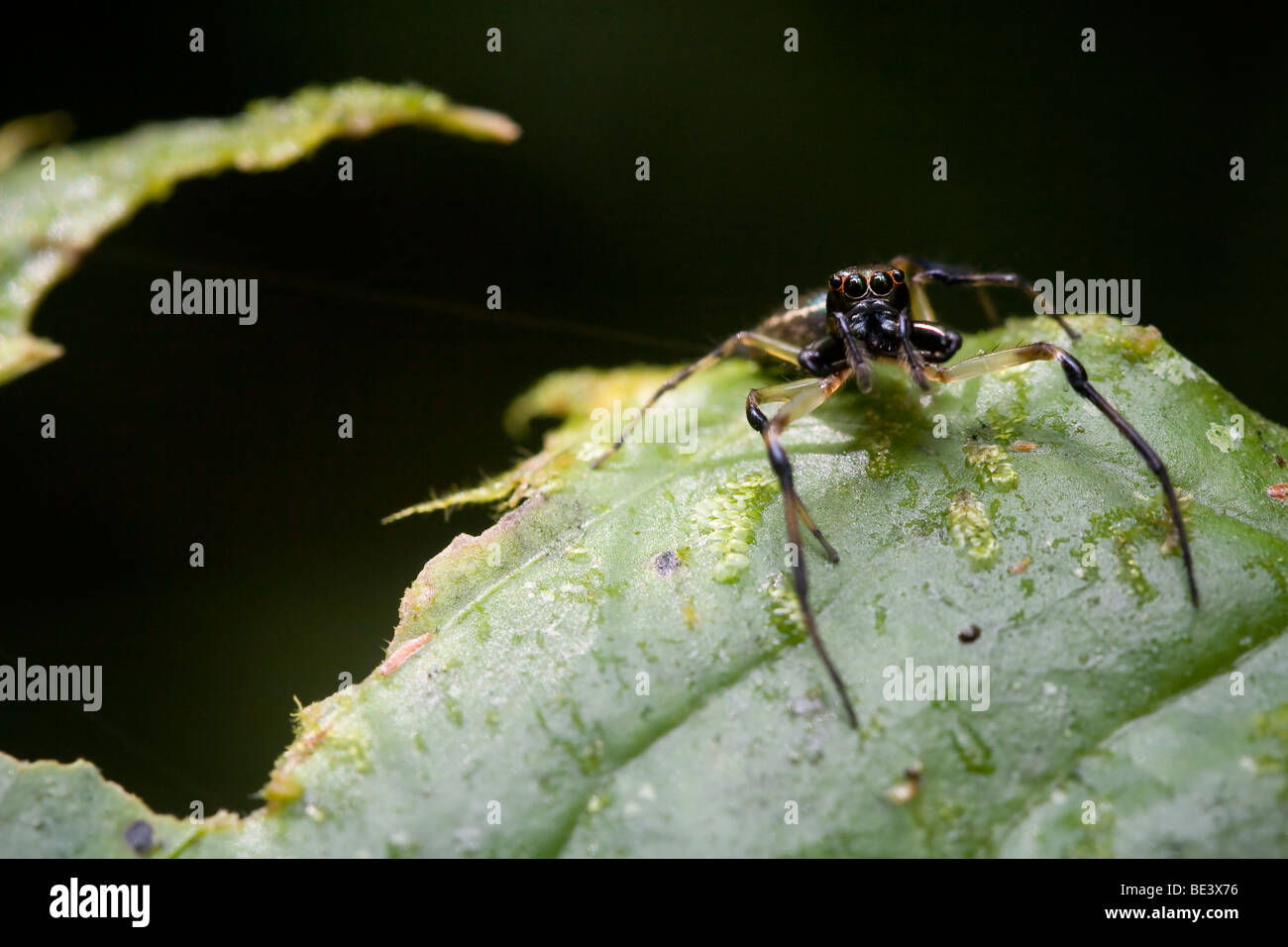 An ornate tropical jumping spider, family Salticidae, with very large ...