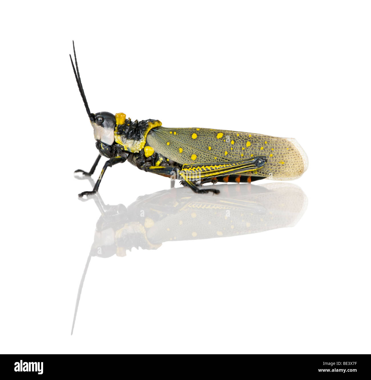 Locust hi-res stock photography and images - Alamy