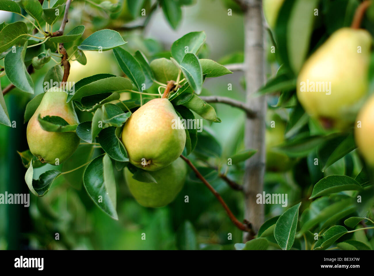 Pear tree hi-res stock photography and images - Alamy