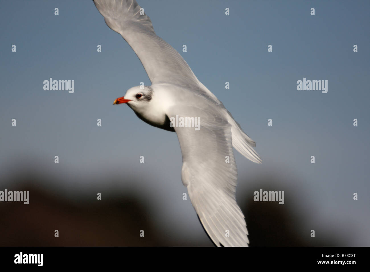 Mediterranean Gull in flight Stock Photo - Alamy
