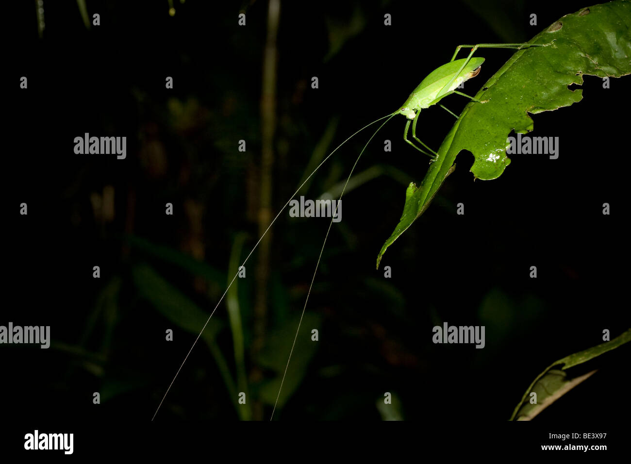 A katydid, family Tettigoniidae, order Orthoptera, with extremely long ...