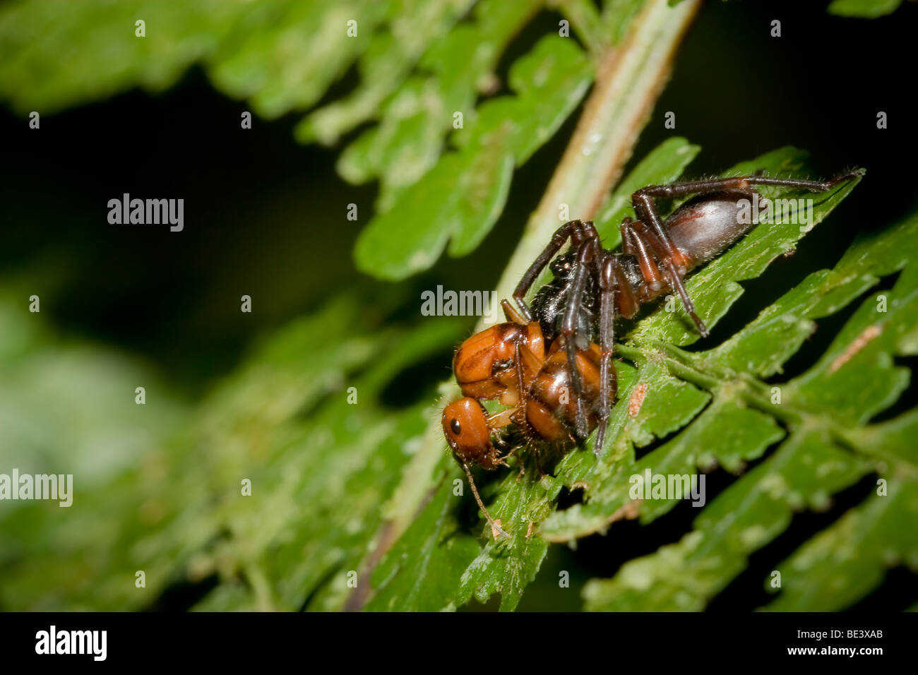 Spider eating ant eat predation hi-res stock photography and images - Alamy