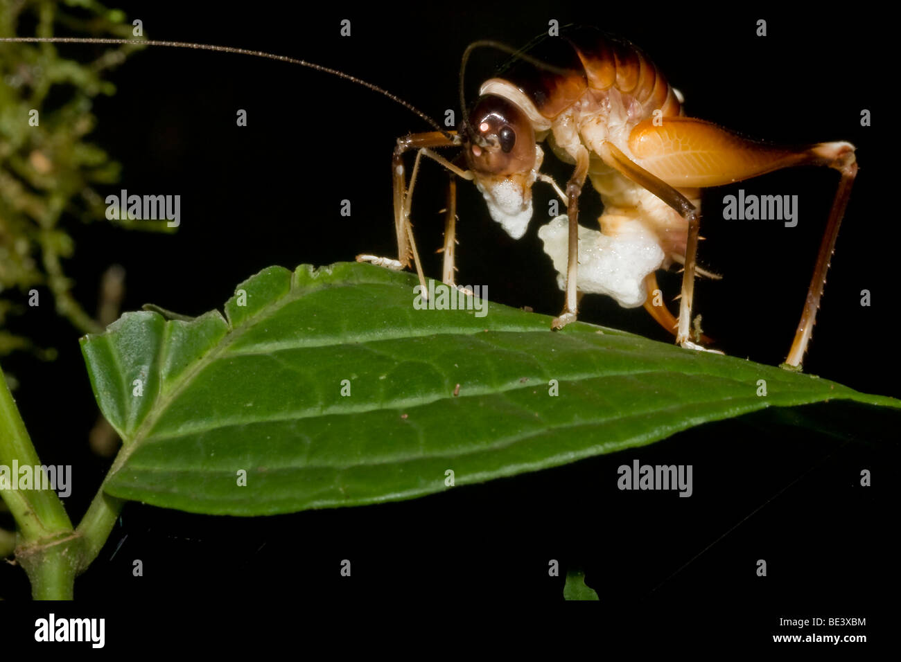 Spermatophore spermatophylax hi-res stock photography and images - Alamy