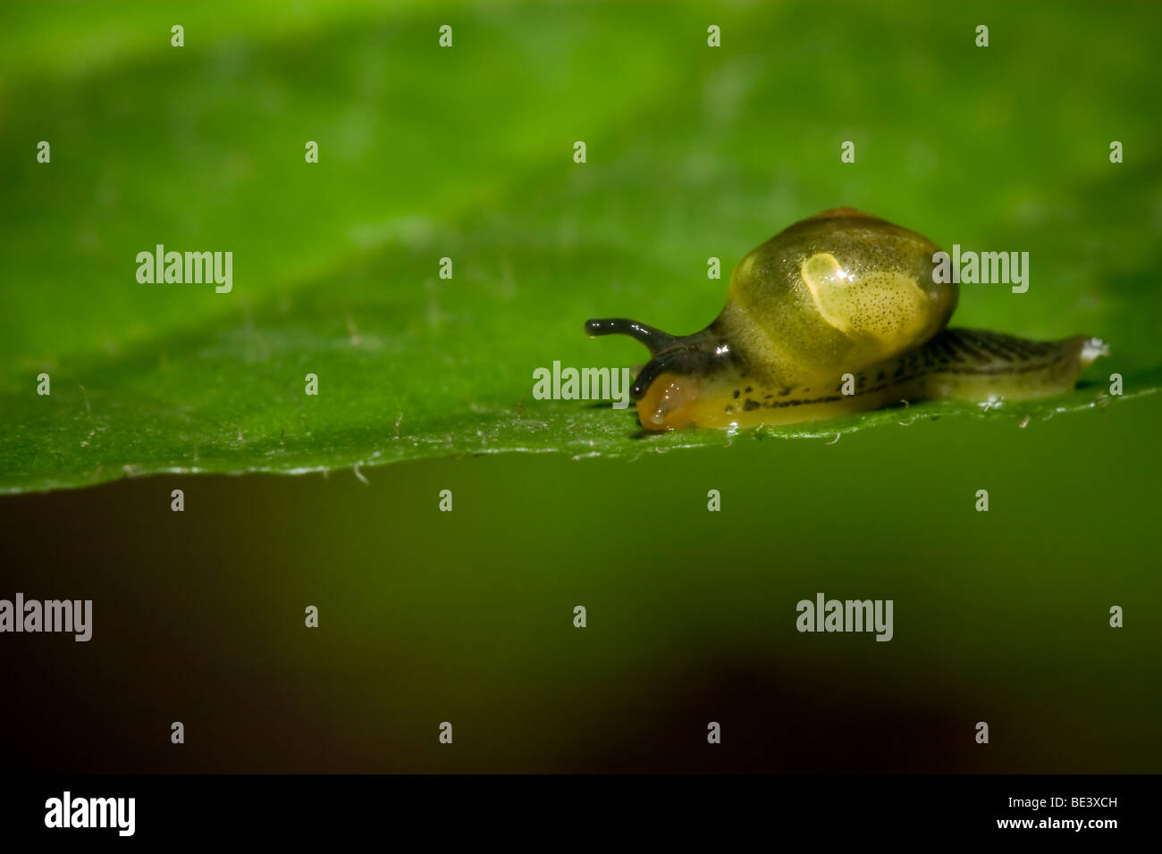 Tropical snail. Photographed in Costa Rica Stock Photo - Alamy