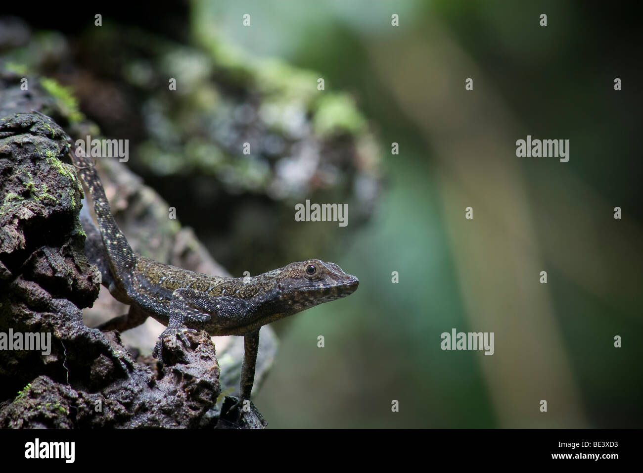 Anole lizard. Photographed in Costa Rica Stock Photo - Alamy