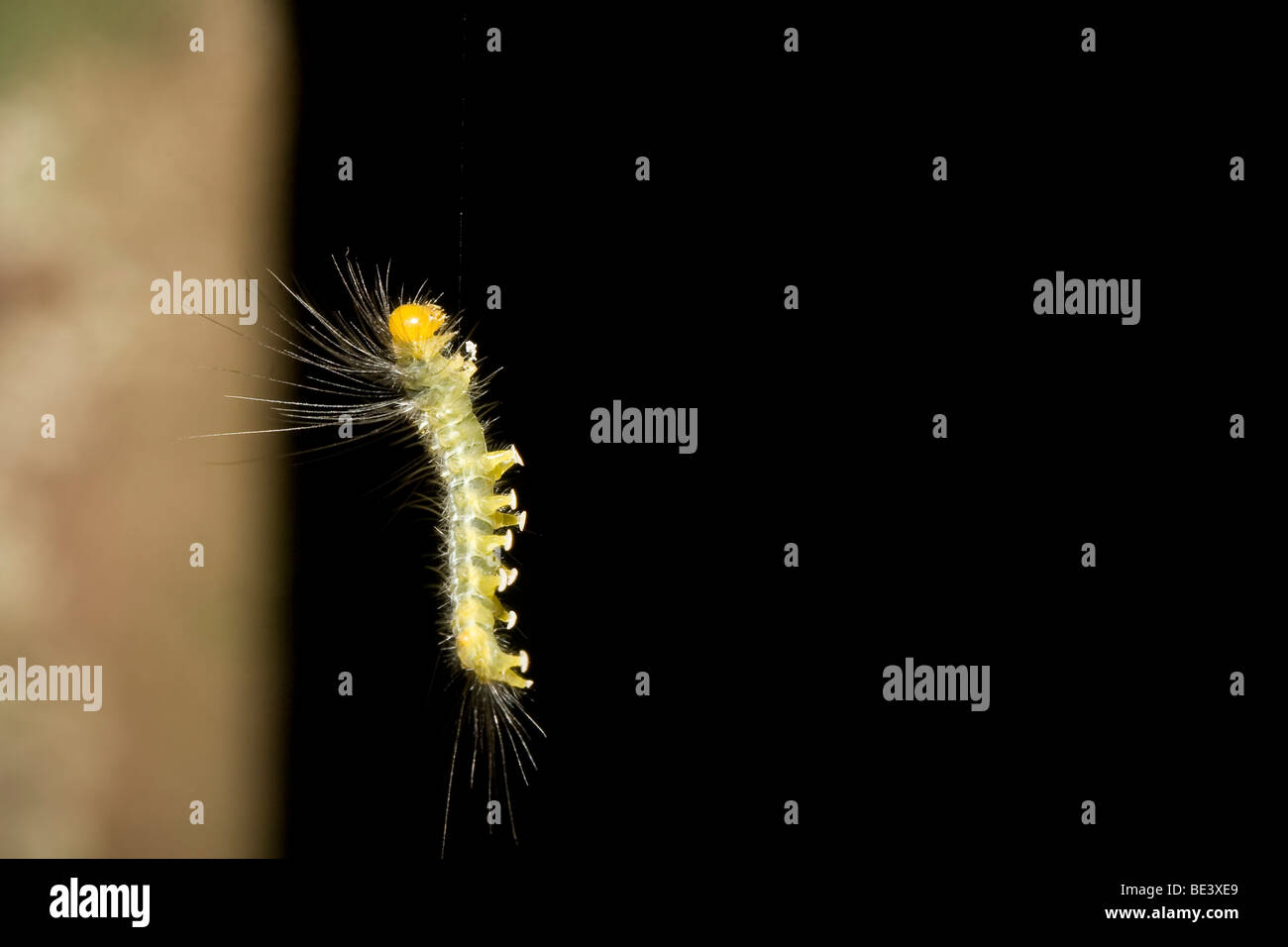 Caterpillar hanging from a strand of silk. Photographed in Costa Rica ...