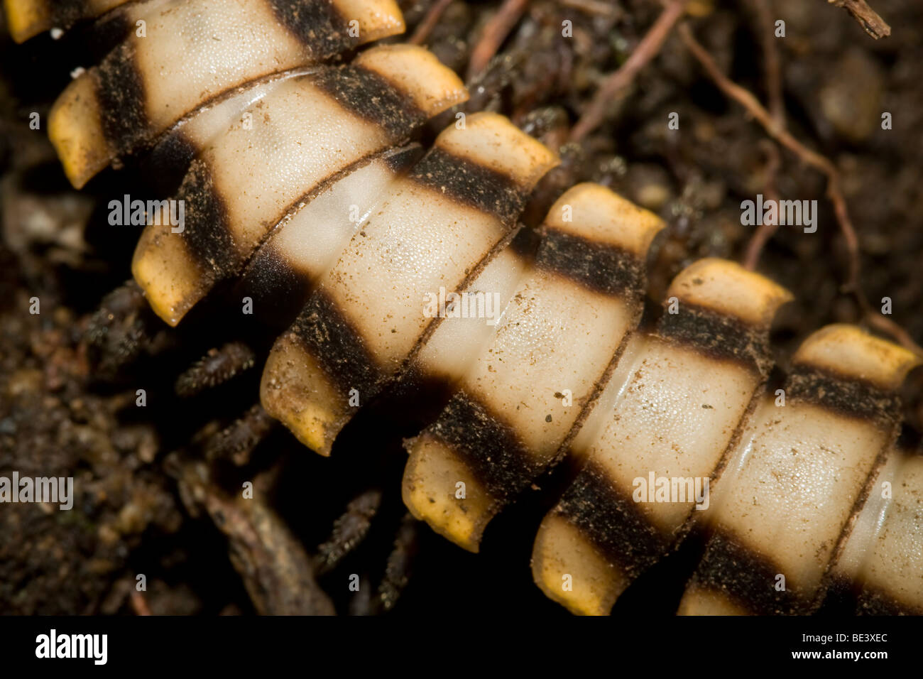 Close-up of the armored exoskeleton of a millipede, class Diplopoda ...