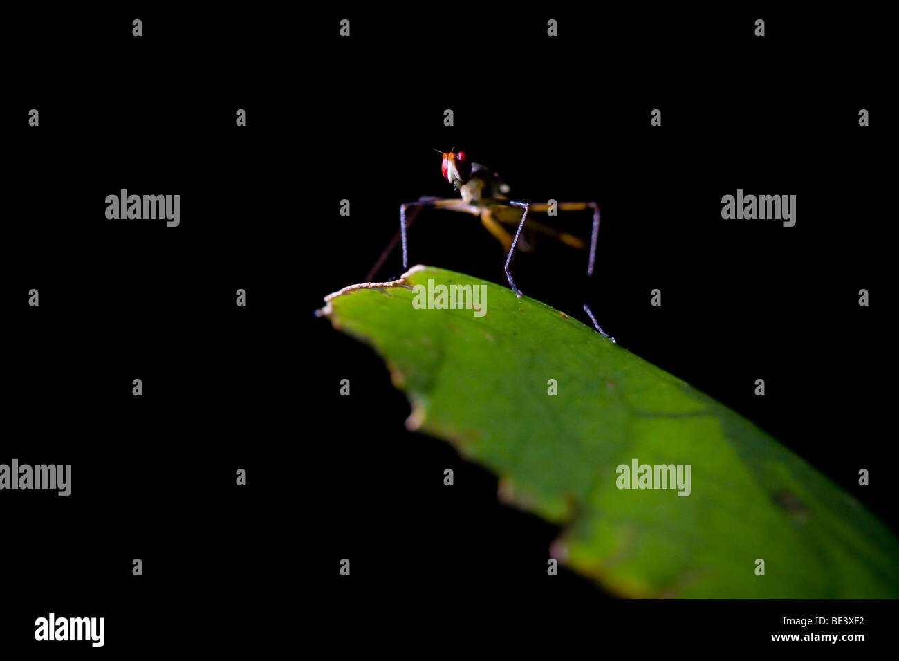 Stilt legged fly micropezidae hi-res stock photography and images - Alamy