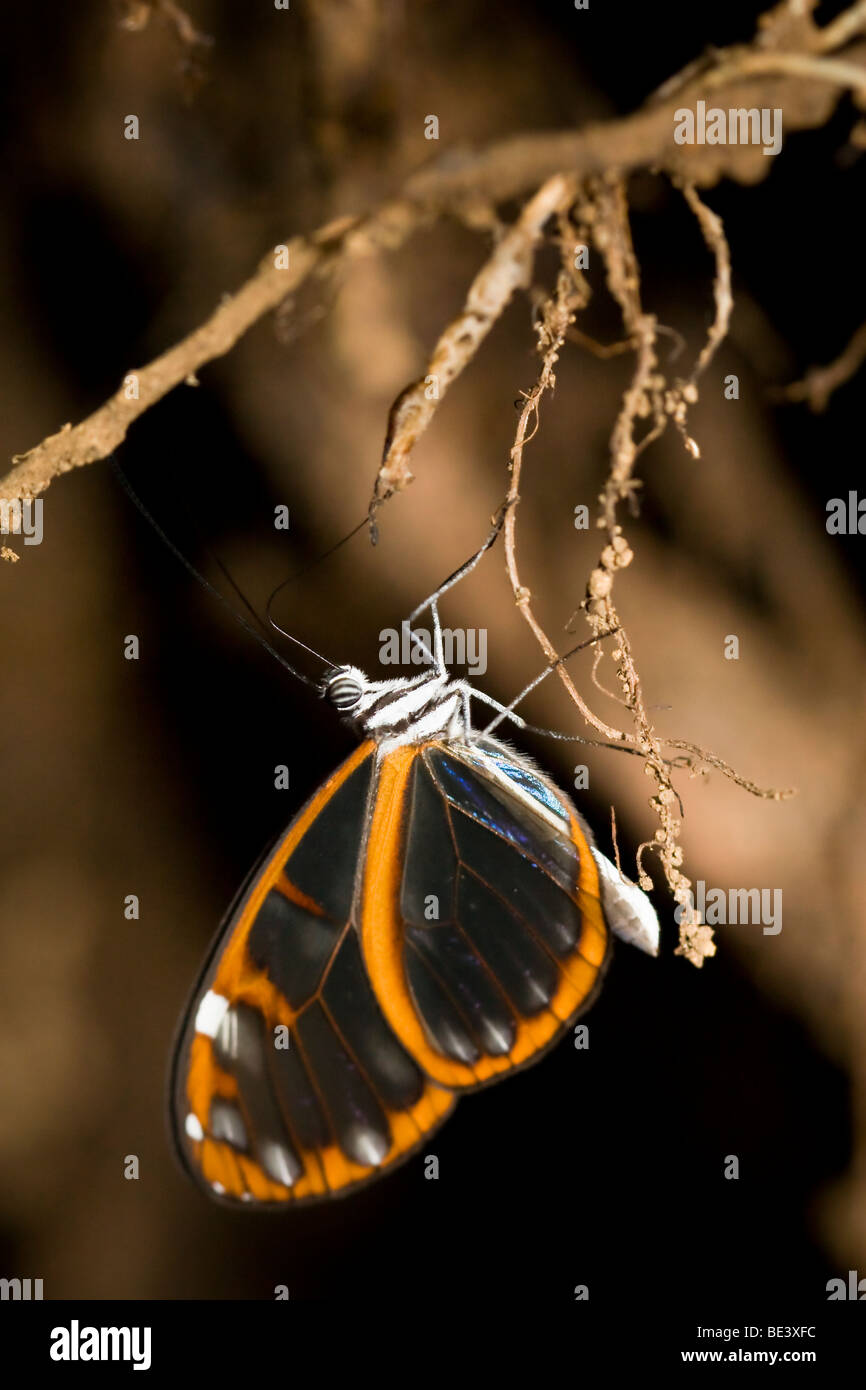 Clearwing butterfly, order Lepidoptera, family Nymphalidae ...
