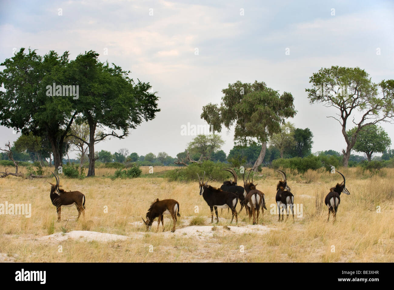 Sable antelope ( Hippotragus niger), Okavango Delta, Botswana Stock ...