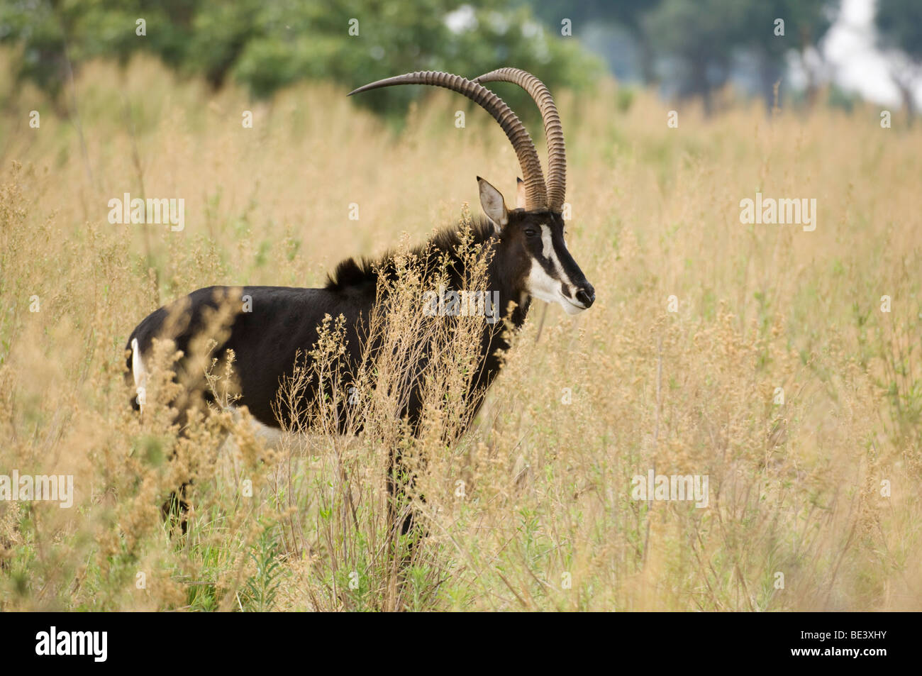 Sable antelope ( Hippotragus niger), Okavango Delta, Botswana Stock ...