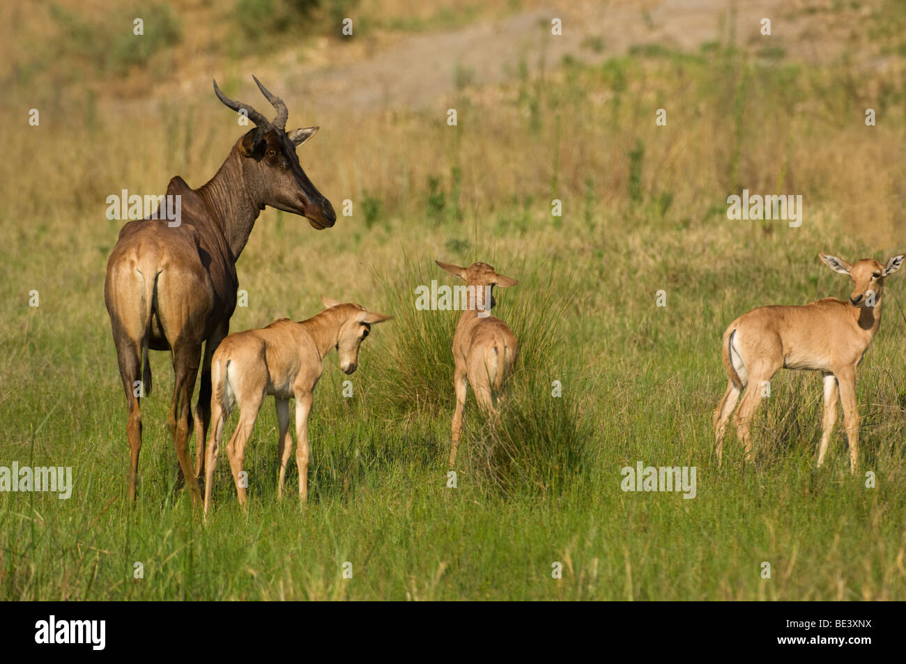Tsessebe antelope hi-res stock photography and images - Alamy