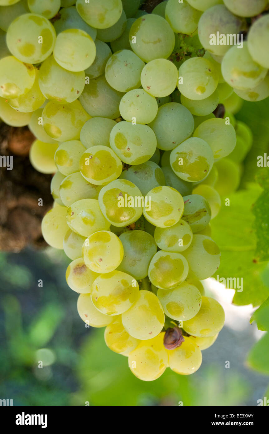Semillon Grapes